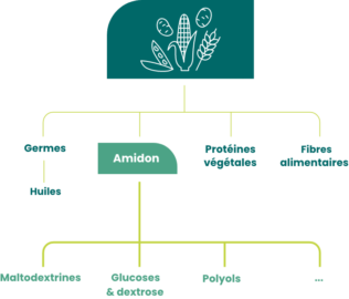 Produits amidonniers