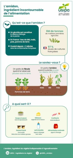 Infographie - Les usages alimentaires de l’amidon & ses dérivés - USIPA